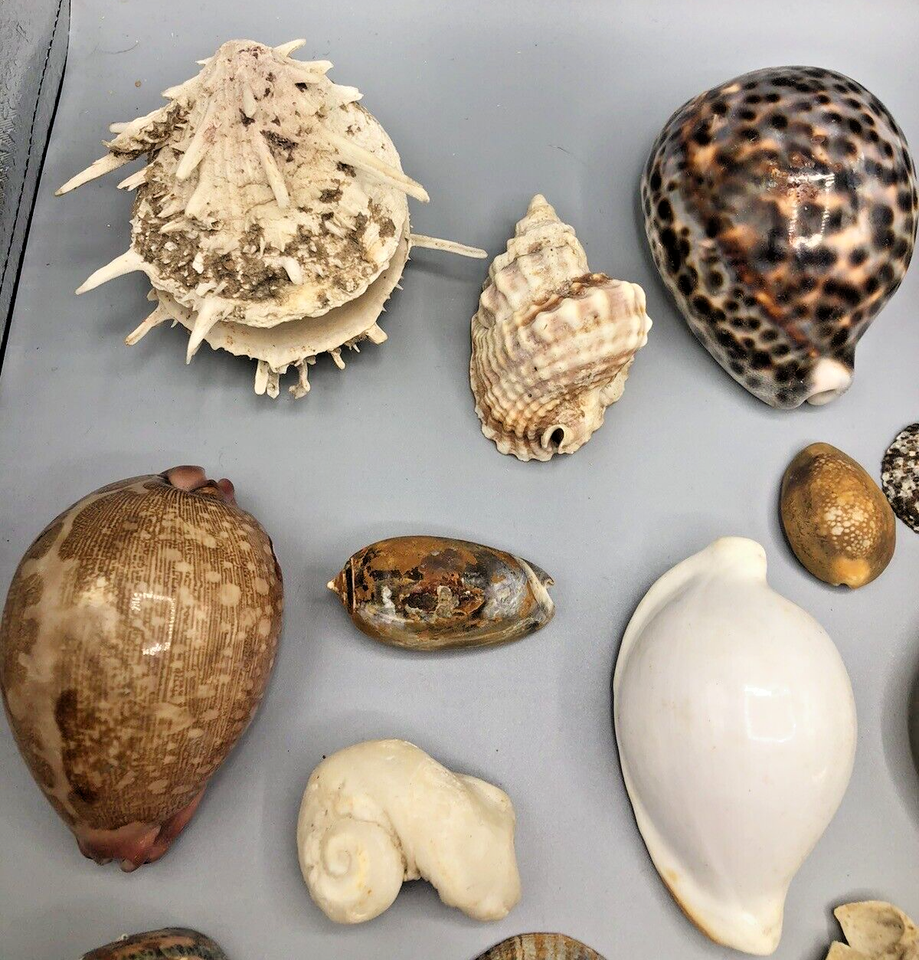 Ocean Sea Shell Lot Medium & Small Volute Spider Speckled Conch ...
