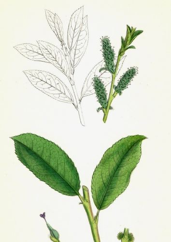 1860's John Sowerby Hand Colored Botanical Print Tea-Leaved Sallow K2B ...