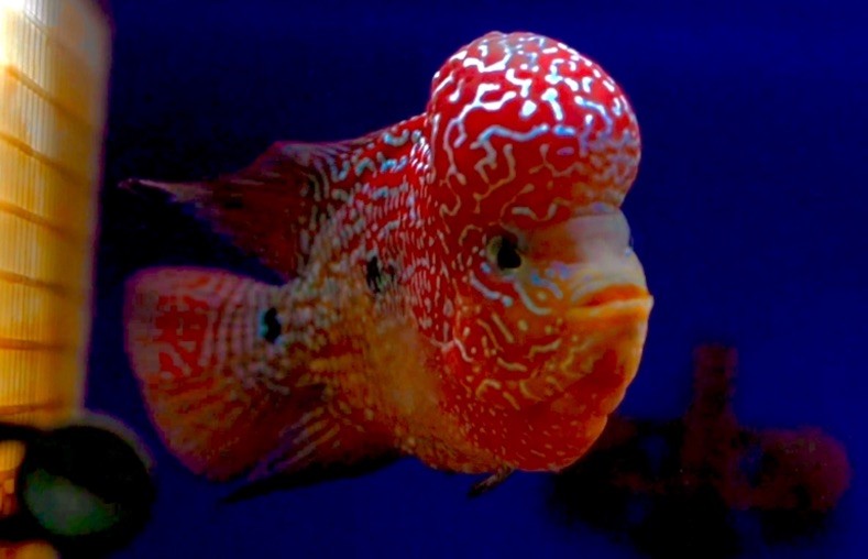 King Kamfa Flowerhorn F3 Big Kok Super Vip High Quality 3” READ BEFORE ...