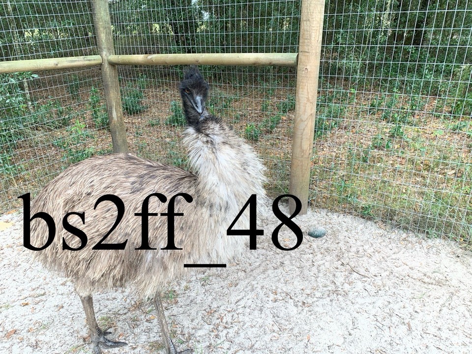 Fertile Emu Hatching Egg Standard Only Please Read Description!!!!! | eBay