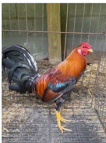 Pure Sweater Gamefowl Chicken Hatching Eggs Pack of 6 | eBay