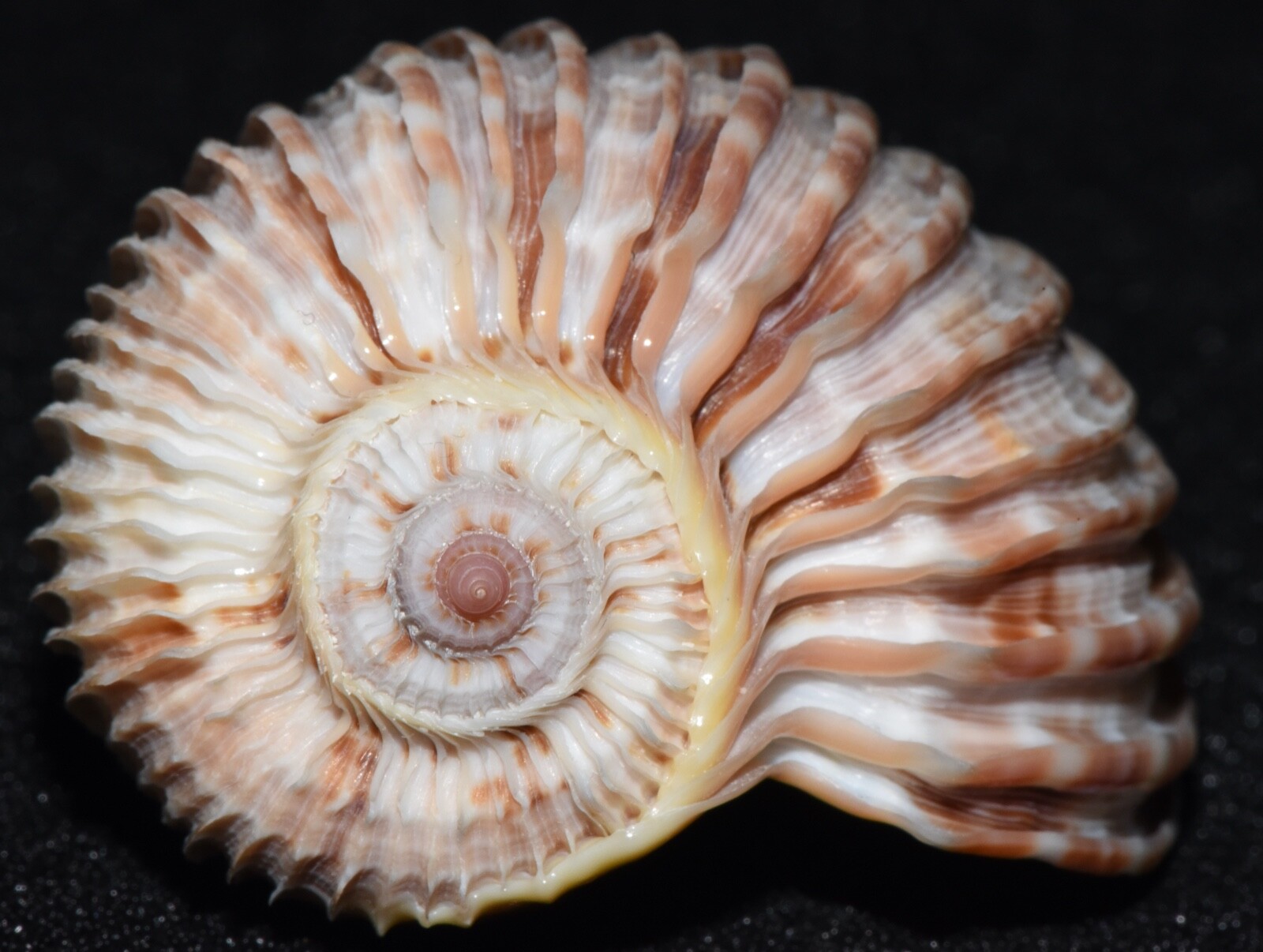 Harpa costata, 66,8 mm, seashell, seashells | eBay