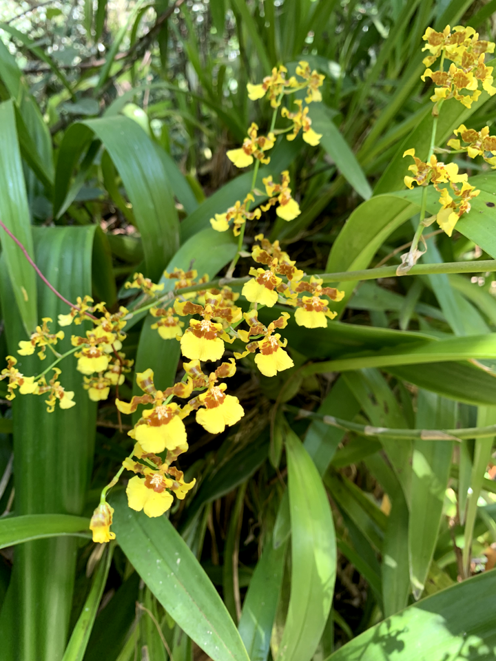 Yellow Dancing Lady (Oncidium sphacelatum) Orchid Clump | eBay