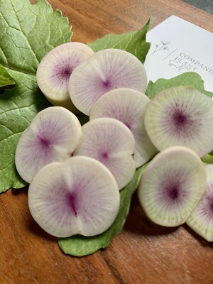 RADISH- Sango “Purple” HERITAGE Heirloom Variety Grown Regenerative ...