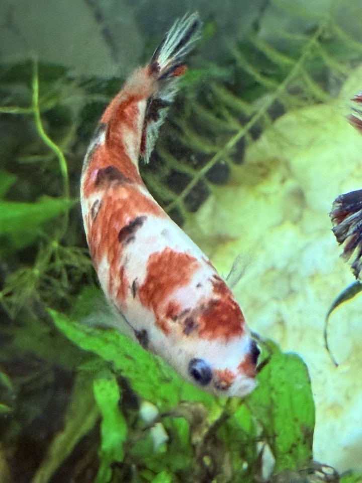 Female Betta Live Fish Spotted Koi Large USA HMPK | eBay