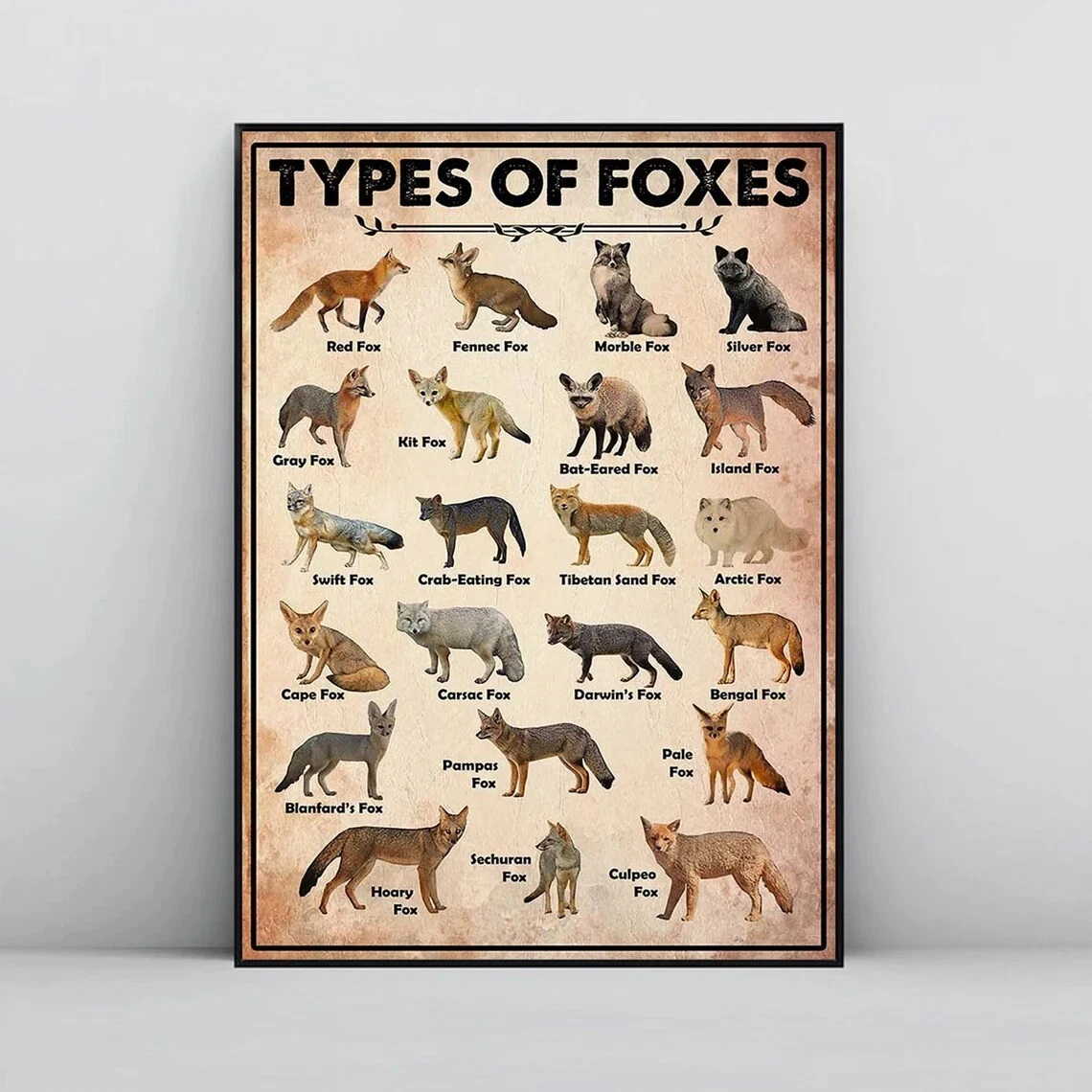 Types Of Foxes