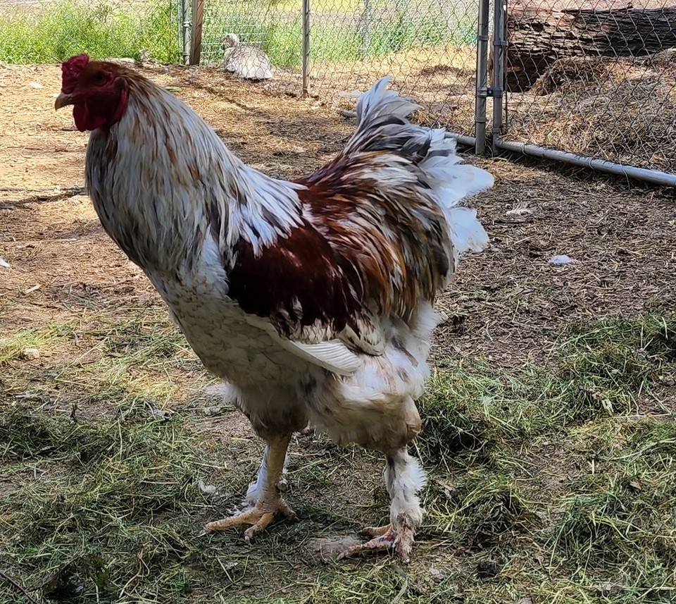 6 LARGE STANDARD BLUE PARTRIDE BRAHMA Hatching Eggs ~ COLORS~ | eBay