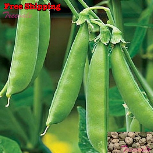 Sugar Snap Pea Seeds| Snap Pea, Original Snap Pea Seeds | NON-GMO | eBay