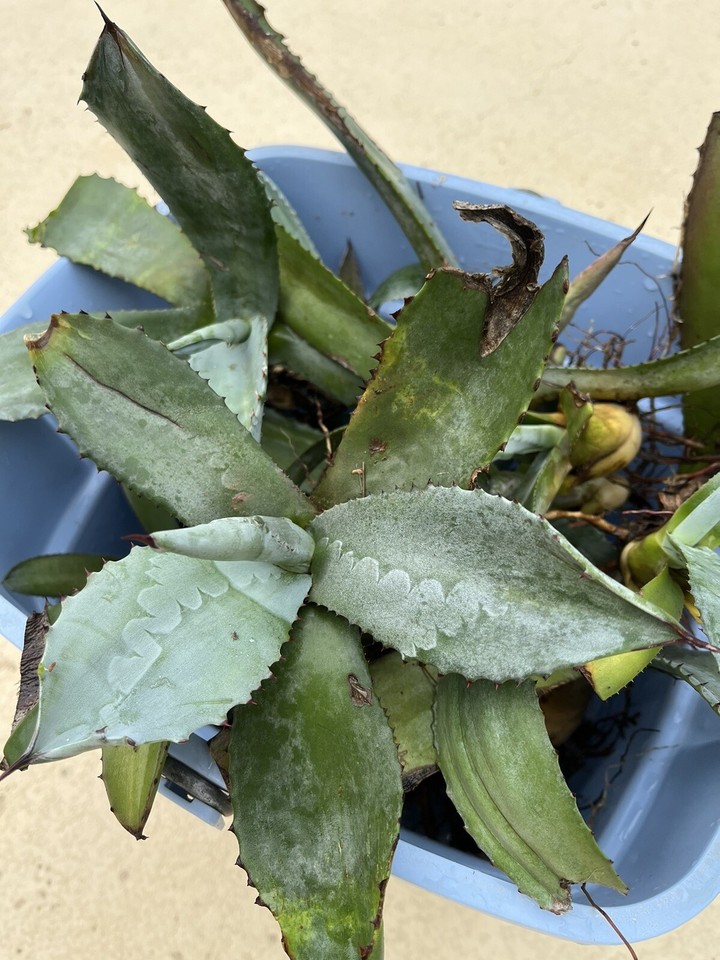 4 - 8 in. Blue Agave Americana - Century Plant Succulent Cactus Local ...