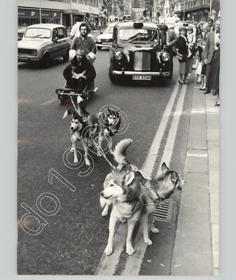 Senator WILLIE ADAMS & a Band of HUSKIES 1982 Press Photo Politics Dogs ...