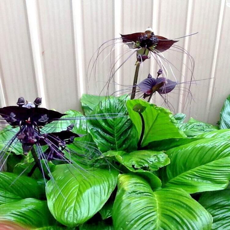 Black Bat Orchid Flower Seeds (Tacca chantrieri) RARE Tropical Garden ...