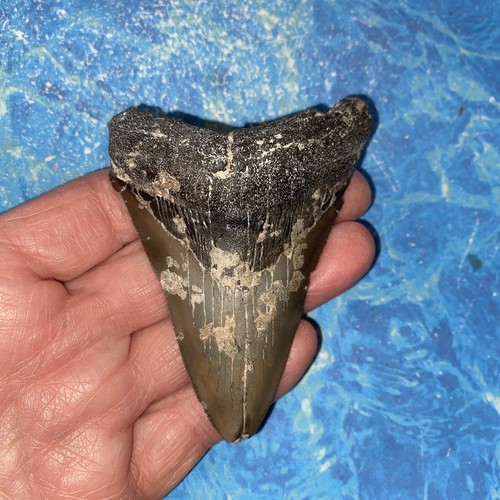 MEGALODON SHARK TOOTH 3.54” HUGE TEETH MEG SCUBA DIVER DIRECT FOSSIL NC ...