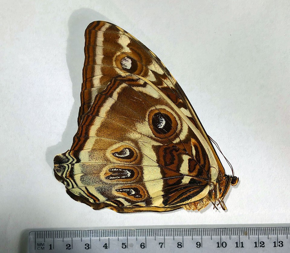 MORPHO CISSEIS JEANNOTI***** female orange -green form*****Peru(papered ...
