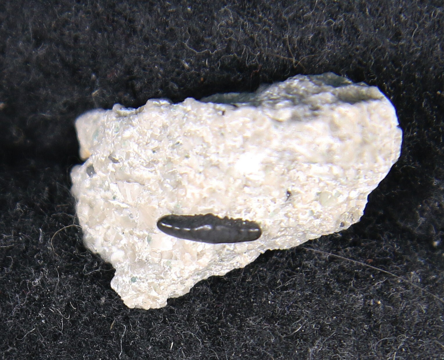 Mississippian Shark Tooth Leiodus sp.– Biggsville, IL | eBay