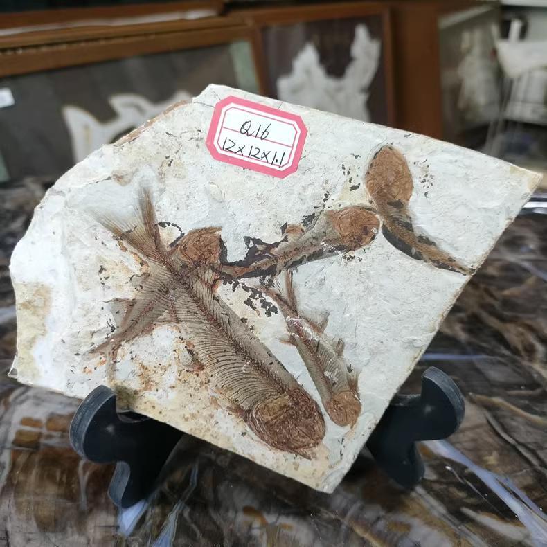 Cambrian fish fossils, wolf finned fish paleontological specimens | eBay