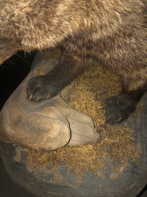 Wolverine/Fisher Standing Taxidermy, Vintage, 26x15x13, Michigan | eBay
