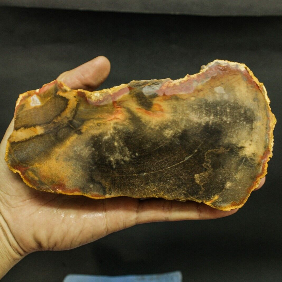 492GR BEAUTIFULL ROUGH POLISHED NATURAL MULTICOLOR PETRIFIED WOOD SLAB ...