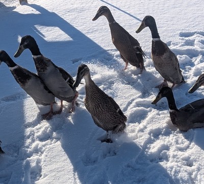 6+ Grey Indian Runner Duck Eggs * NPIP* Exhibition type pure white | eBay