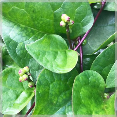 20 graines d'Epinard malabar rouge (Basella rubra) Récolte 2024 | eBay