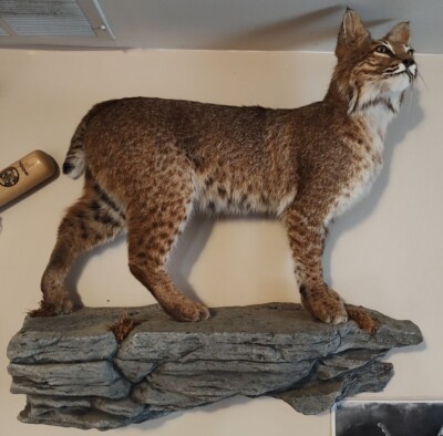 Bobcat Wall Mount Display Taxidermy | eBay