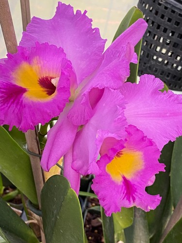 C. eldorado 'M. Ito' (wallisii) AM/AOS, BM/JOG | eBay