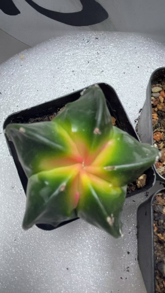 3pcs Astrophytum succulent Cactus Plants Luan Feng Yu cereus pachanoi ...