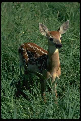 006072 Spotted Fawn A4 Photo Print | eBay