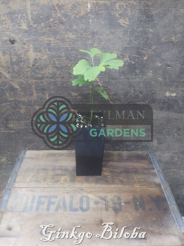 Ginkgo Biloba Tree - Maidenhair Tree - Living Fossil Tree - Multiple ...