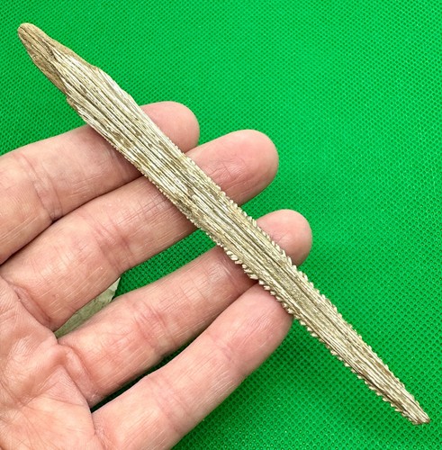 FOSSIL STINGRAY BARB fossilized Duval County Florida | eBay