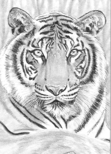 ORIGINAL ACEO sketch card MINIATURE drawing BENGAL TIGER big cat | eBay