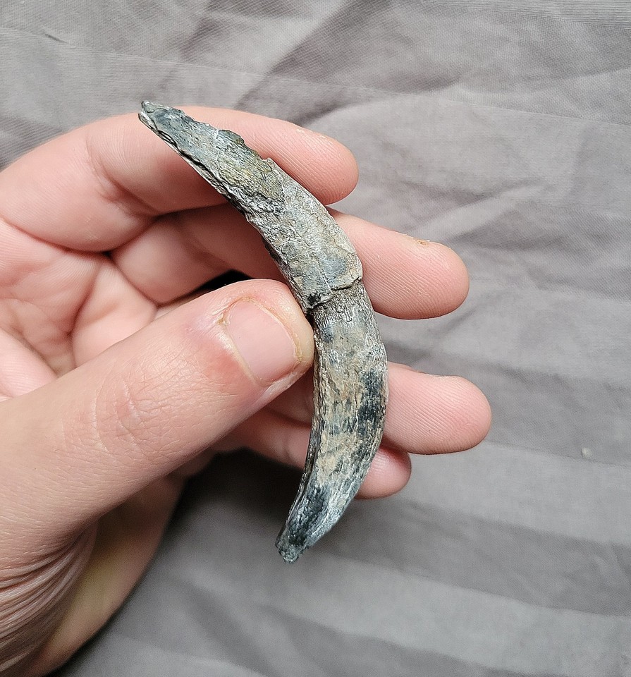 Rare Peccary Mammal Tusk Fossil Tooth From The Famous Leisey Shell Pit ...