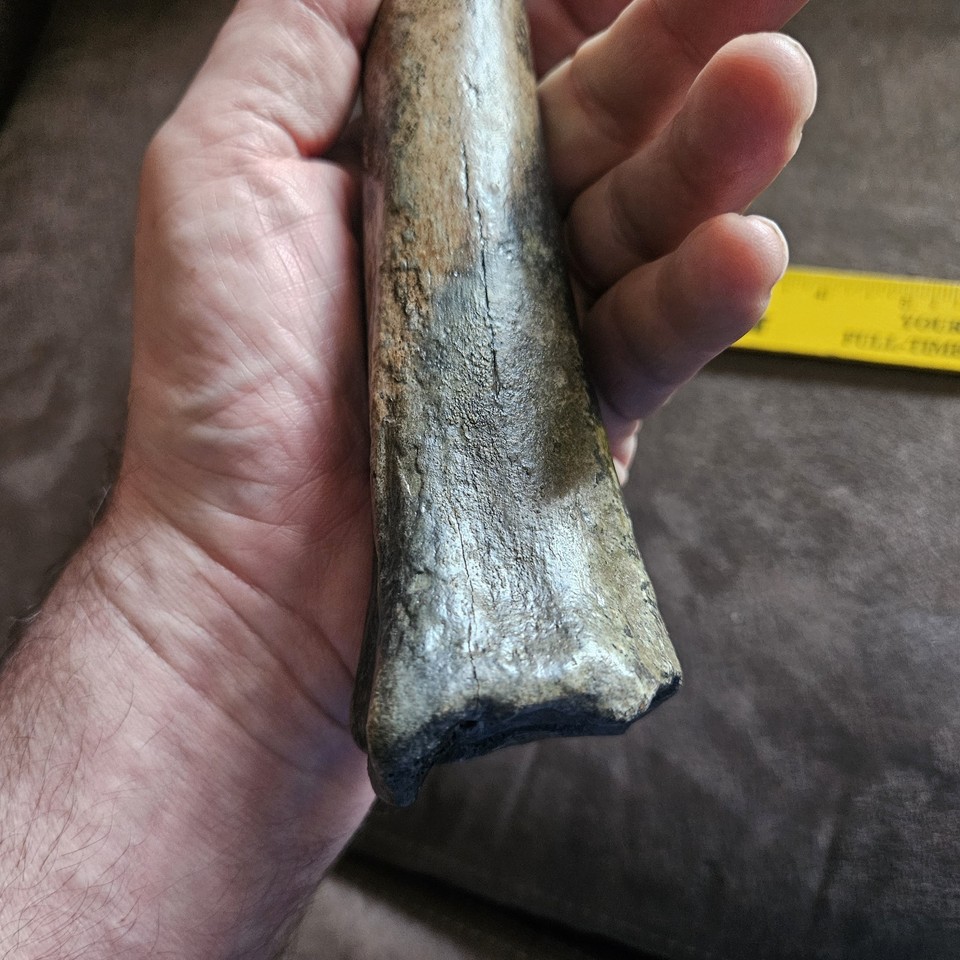 Ice Age Bison Leg Bone - Fossilized- Pleistocene 9" | eBay