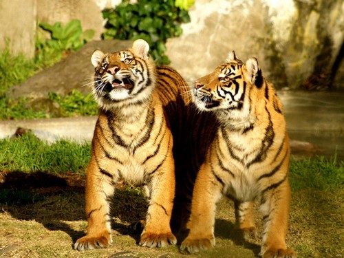 V5290 Two Cute Baby Funny Tiger Animal Nature Decor WALL POSTER PRINT ...