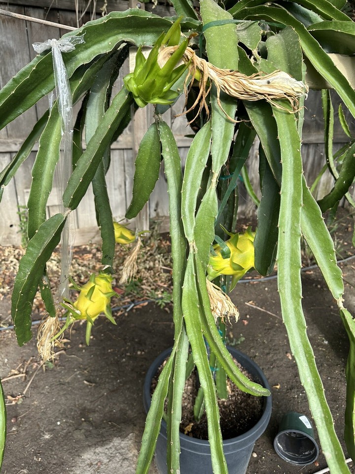 Dragon Fruit “Isis Gold “ Yellow Dragon Fruit 8-12Inches | eBay