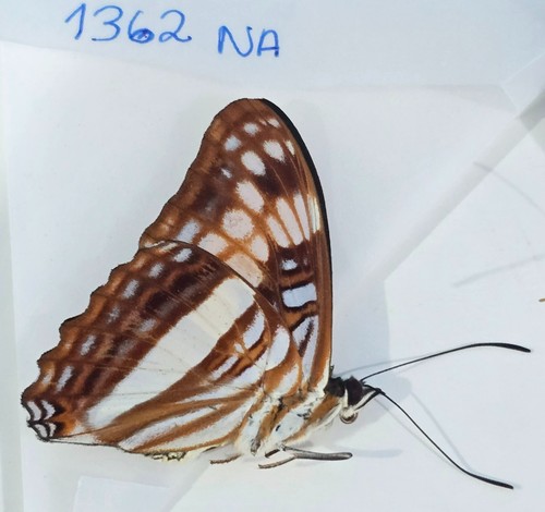 1362 Nymphalidae | eBay