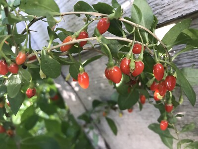 3 Root 4”-8” Long Goji Berry Bare Root Live Plant Ready To Plant | eBay