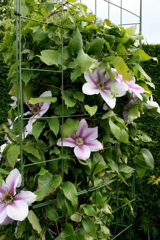 Clematis Wire Trellis