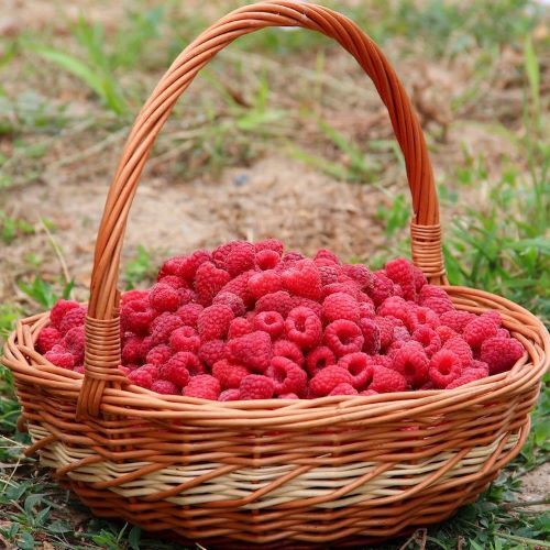 RASPBERRY BLEND Fragrance Oil to craft Candles Soaps Lotions Bath ...