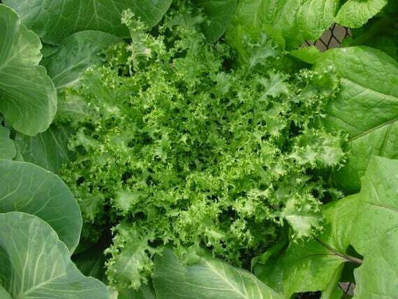 SCARBOROUGH SEED Endive Green Curled Ruffec 1000 Seeds heirloom Non-GMO ...