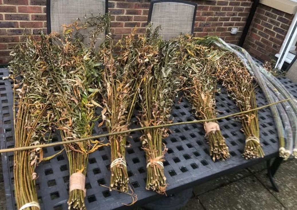 50 Willow Whips/Trees, 0.6-1.4m, Unrooted, No-dig, VERY FAST GROWING ...