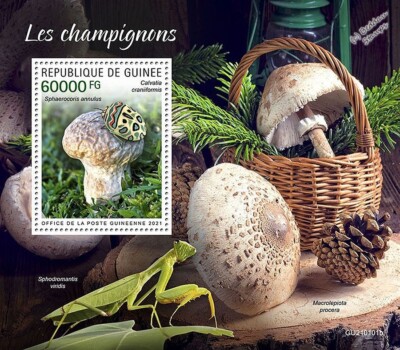 MUSHROOMS & FUNGI (Insects Mantis/Picasso Bug) MNH Stamp Sheet #2 (2021 ...