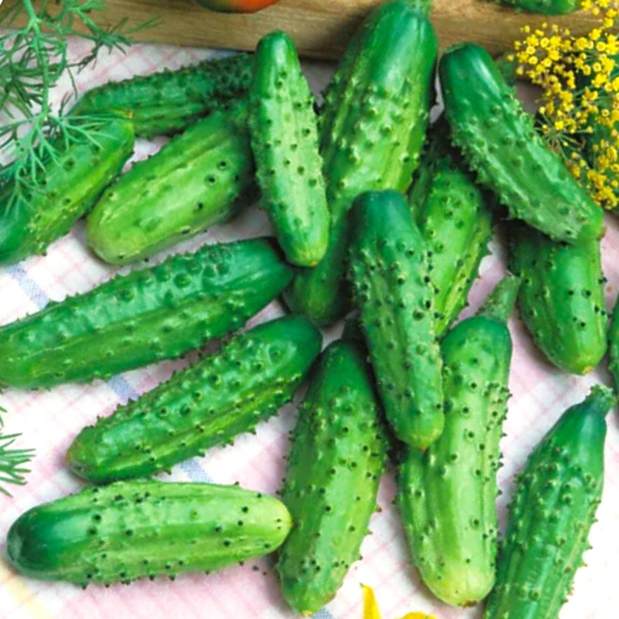 Parisian Gherkin Cucumber Seeds | Cornichon Mini Pickle Seed 2025 Fast ...