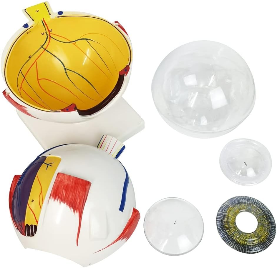 NEW HORIZON 6X Enlarged Human Eye Anatomical Model - Accurate Anatomy ...