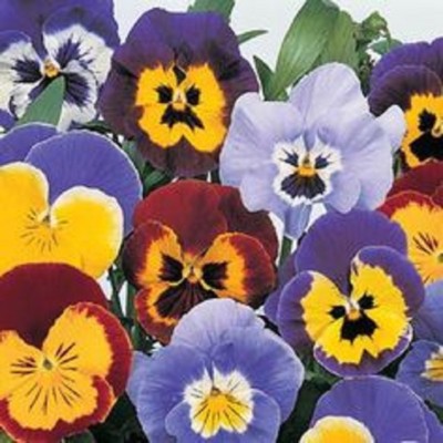 NEW! 30+ PANSY INSPIRE PLUS MAXI MIX FLOWER SEEDS / FRAGRANT PERENNIAL ...