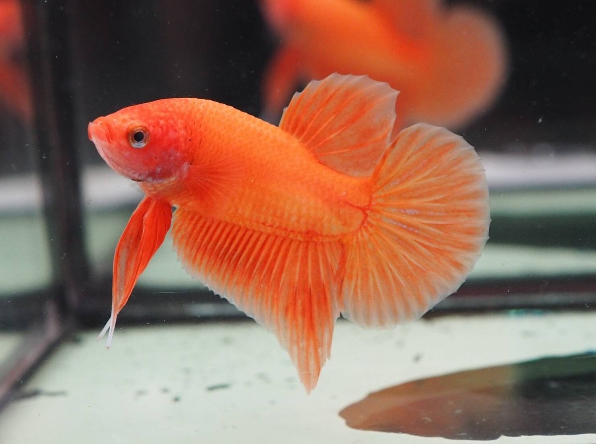 Orange Male Betta Fish All The Different Types Of Betta Fish | Betta