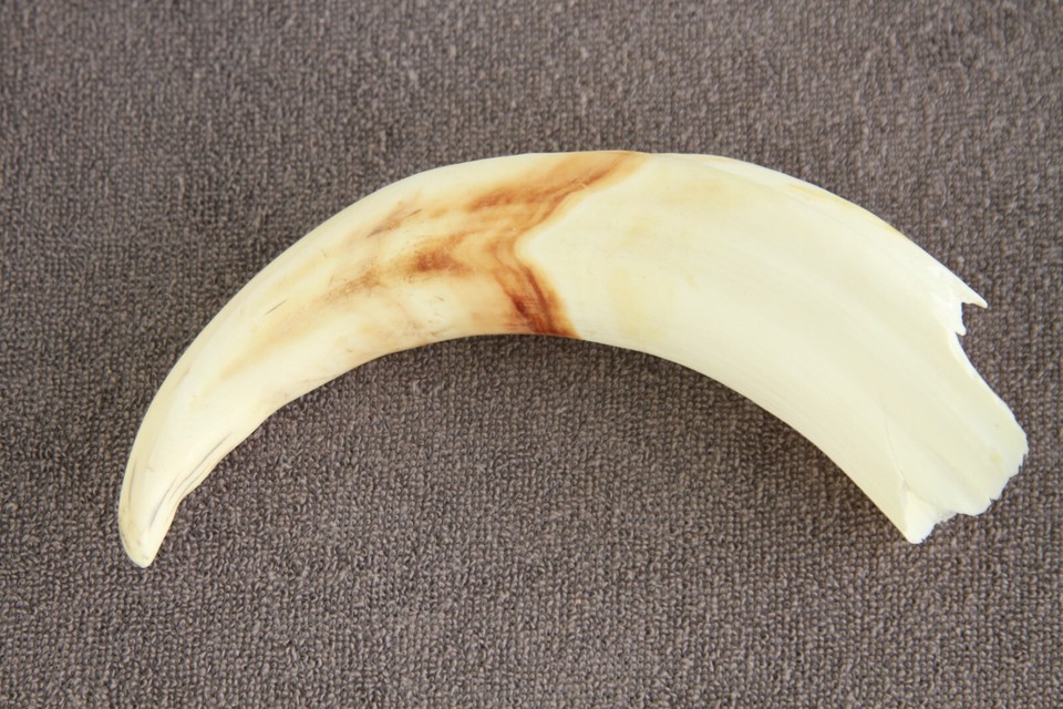 PAIR OF REAL COMMON WARTHOG TUSKS Phacochoerus africanus (tooth ...