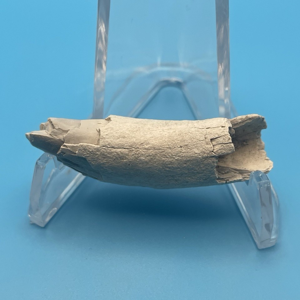 Fossil Sperm Whale Tooth Florida Bone Valley Authentic Cetacean Tooth ...