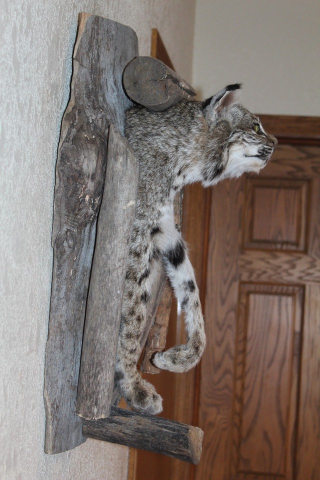 Bobcat Taxidermy Log Cabin Decor Mount Mancave Fur Hide Pelt Whitetail ...
