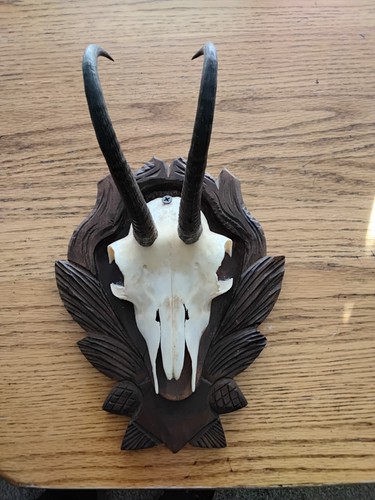 Vintage European Chamios Deer / Goat Mount On A Black Forest Plaque. | eBay