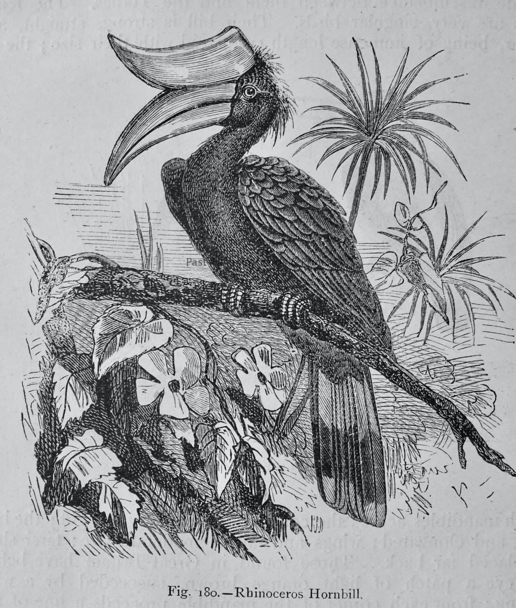 Rhinoceros Hornbill Bird